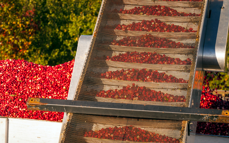 About Cranberries | Cranberry Institute
